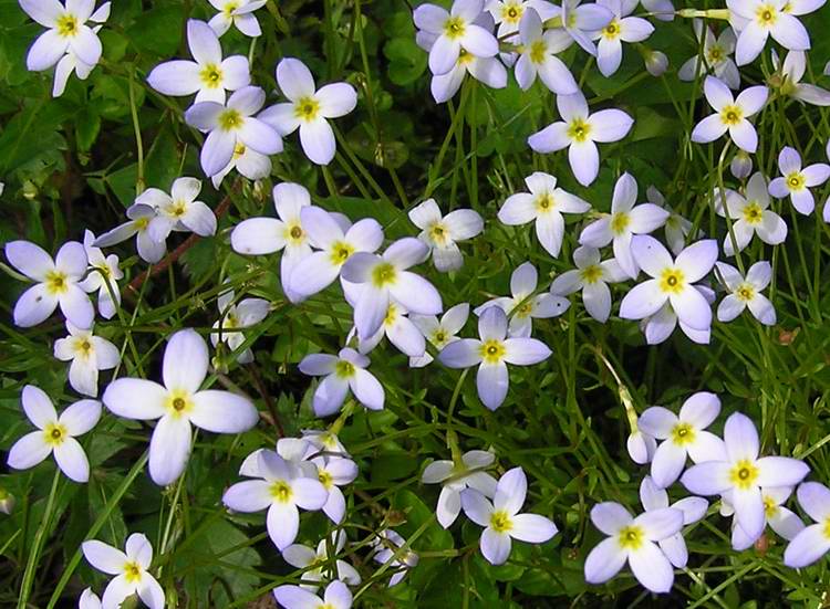 Stories from the Wigwam: Medicinal Monday...Blue for Bluets