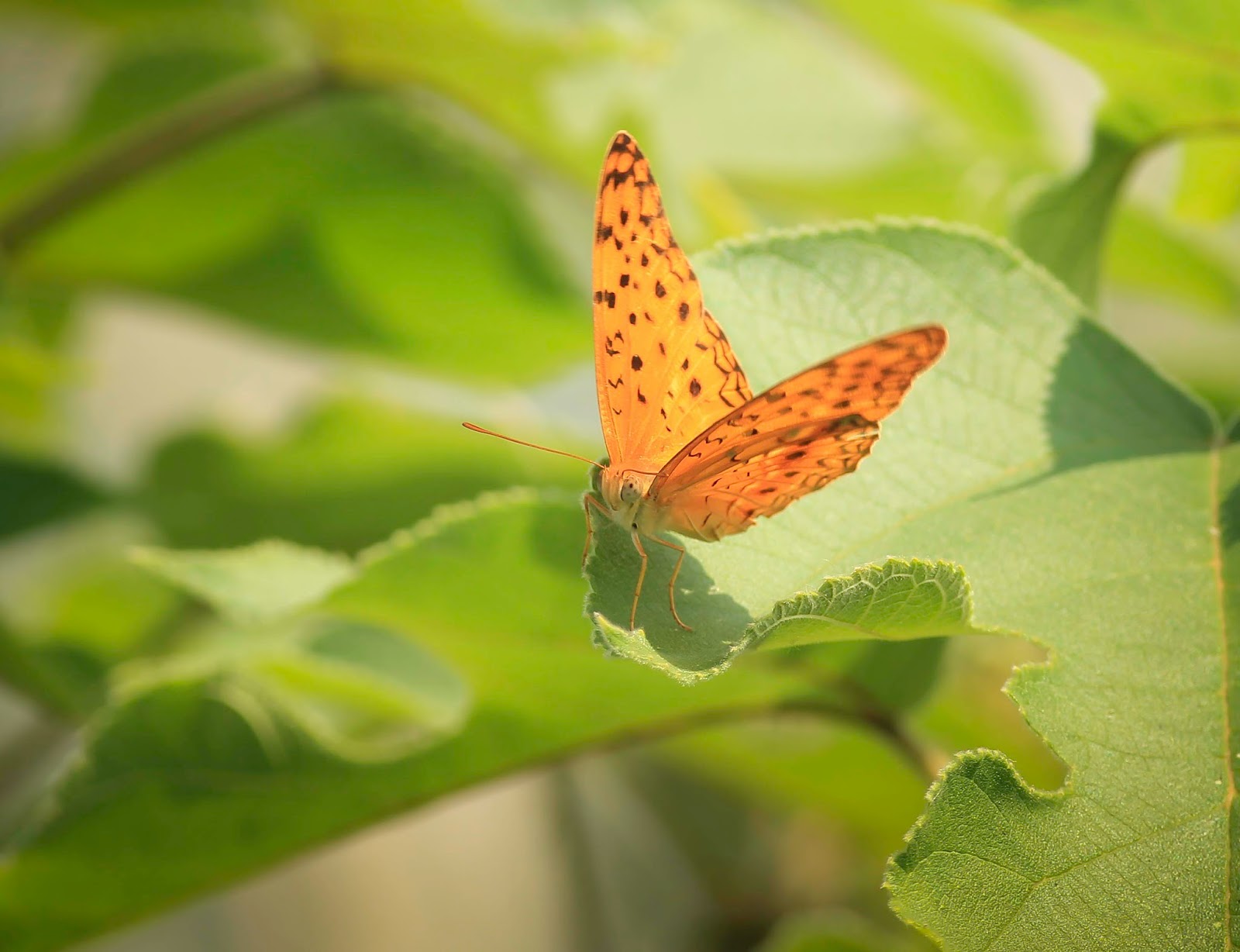 Butterflies of Vietnam: 74. Phalanta phalantha phalantha (The Common ...