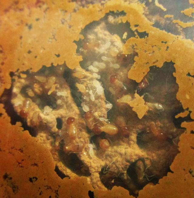 Photos and Info on Ants and Termites of Malaysia: Macrotermes Gilvus