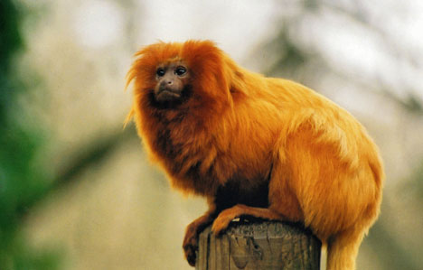 Mico Leão Dourado (Leontopithecus rosalia)