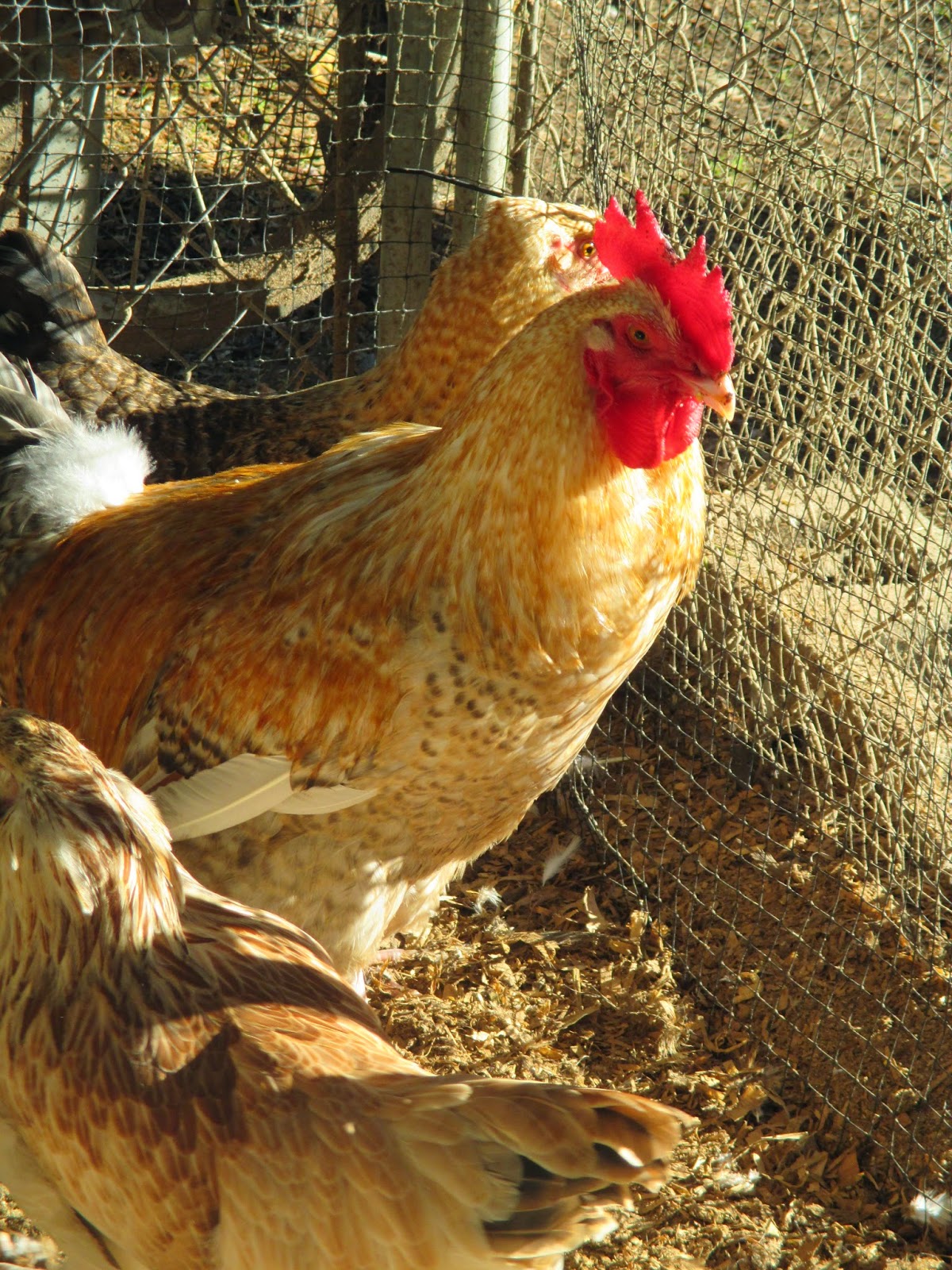 Just Chickens...: Golden Cuckoo Marans Rules the Roost