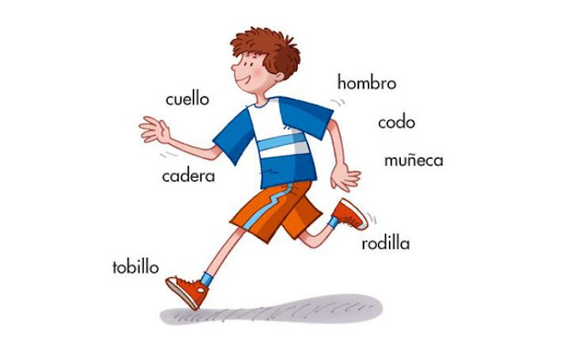 Maestro San Blas: El aparato locomotor