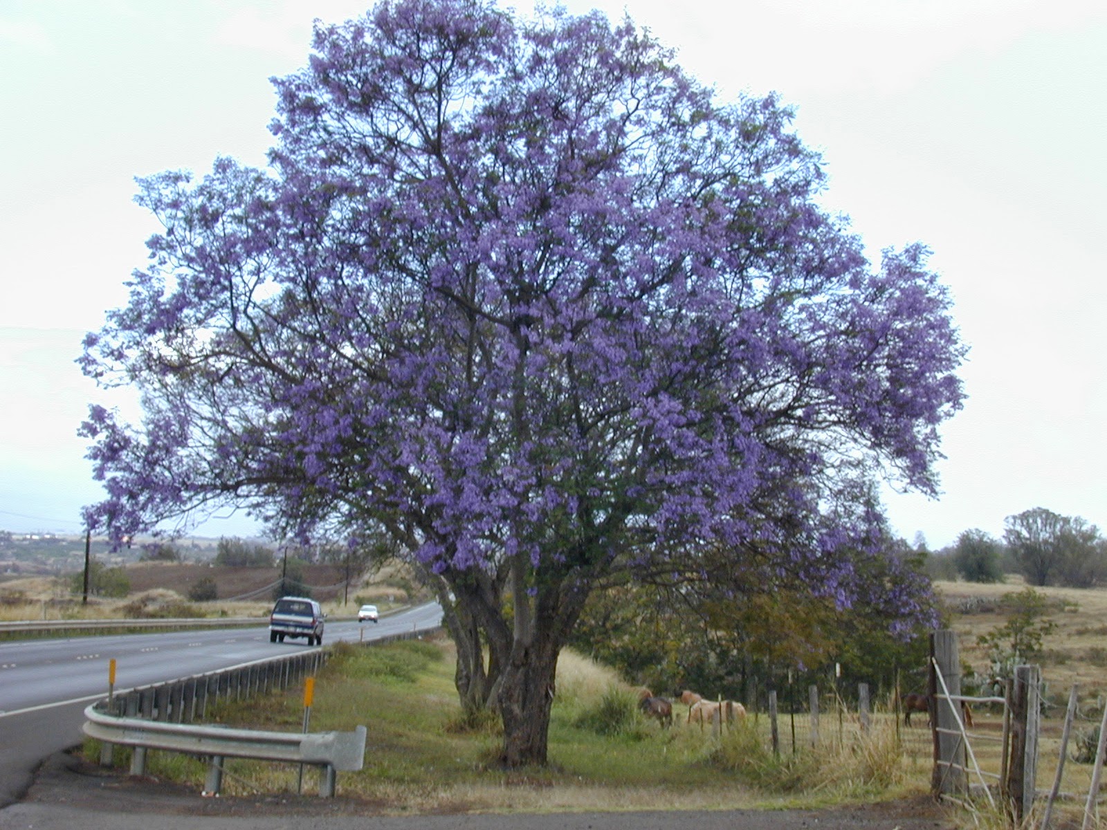 Fichas Botánicas: JACARANDA (Jacaranda mimosifolia)