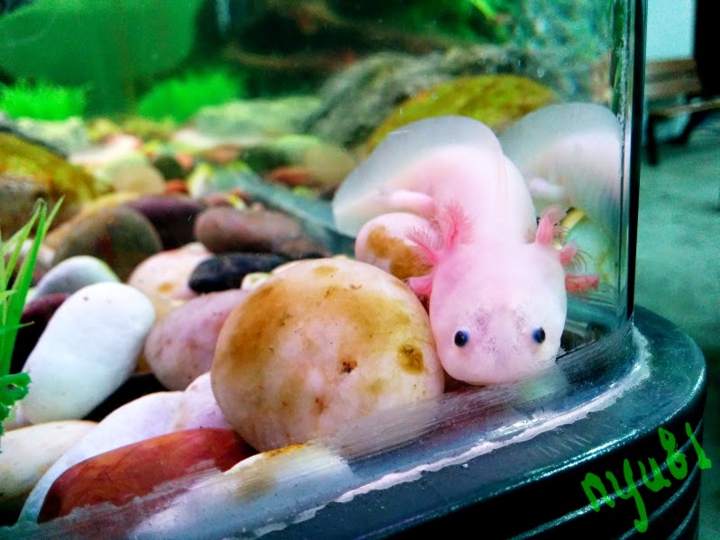 Ore-sama: Axolotl