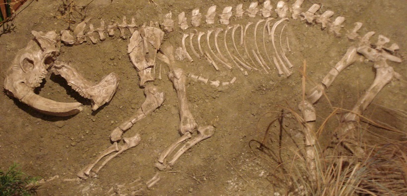 Museo de Ciencias Naturales de Miramar "Punta Hermengo".: Exhibiciones ...