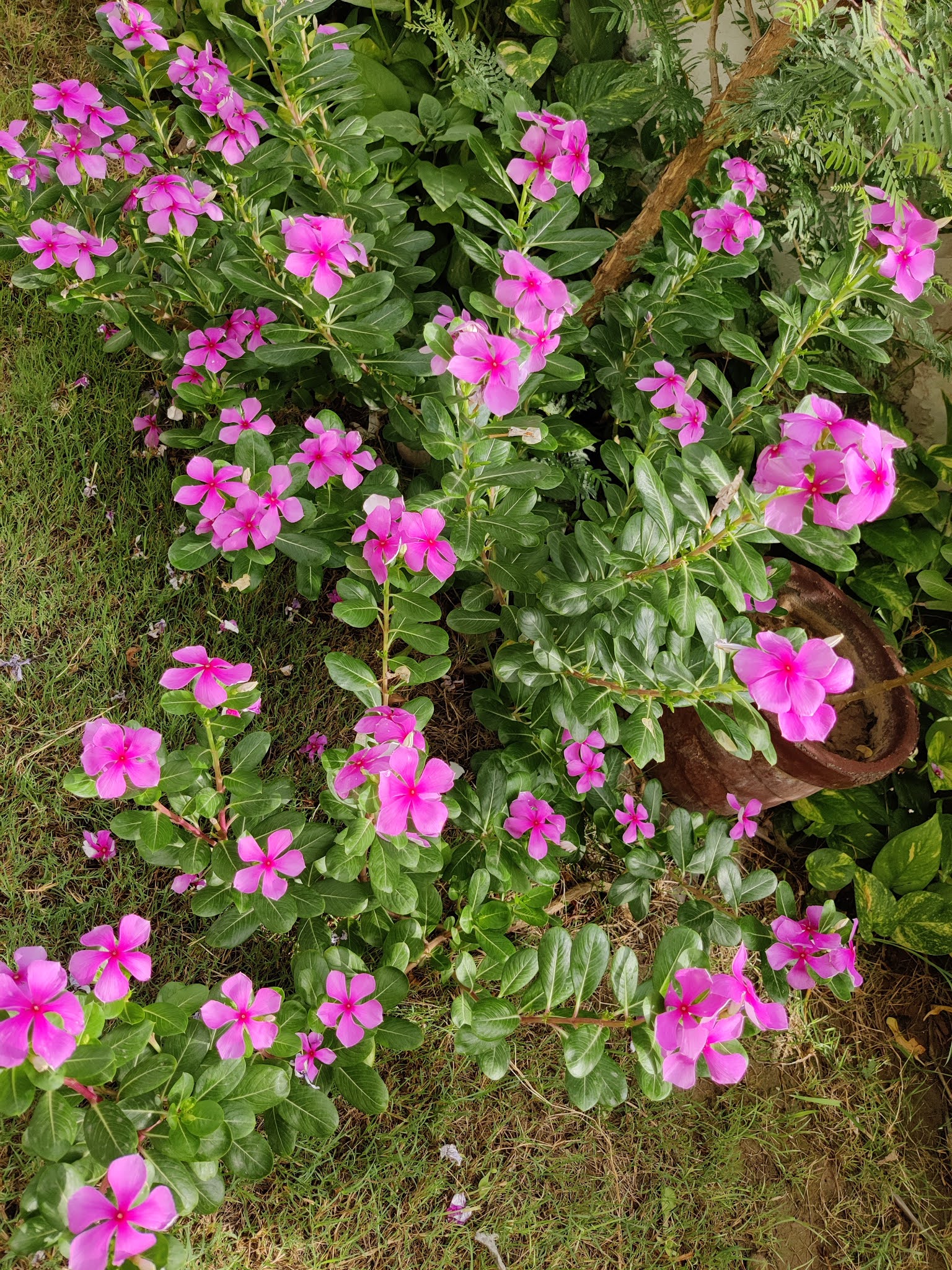 Catharanthus roseus( sadabahar flowers)