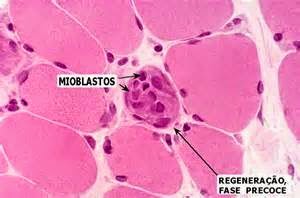 ESPAÇO 10 FITNESS: CÉLULAS SATÉLITES