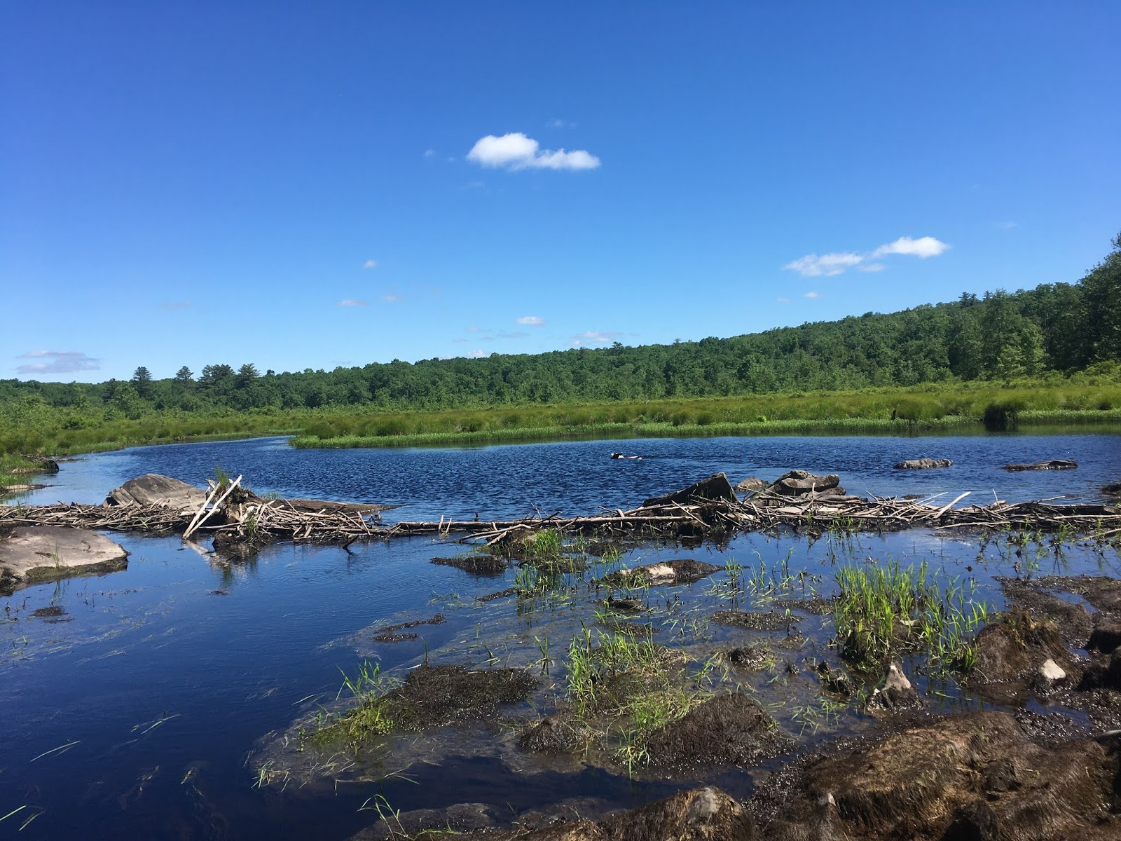 Into the Sky Hole: Thunder Swamp Trail Northwest, June 13, 2020 ...