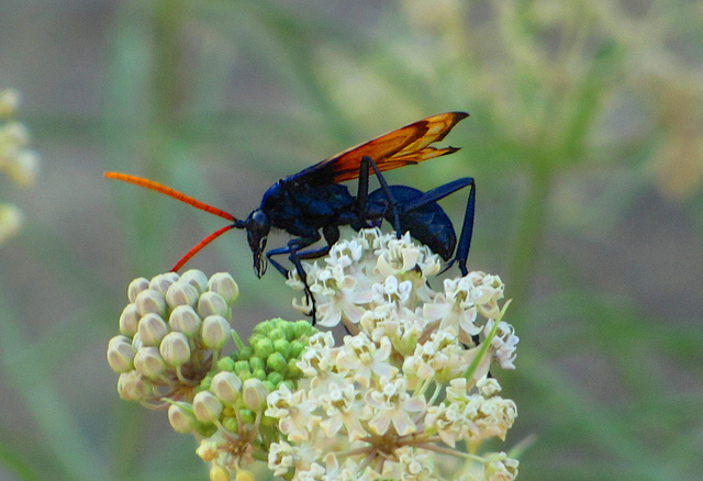 The Tarantula Hawk Wasp - Ruthless ‘Raptor’ of the Insect World | The ...