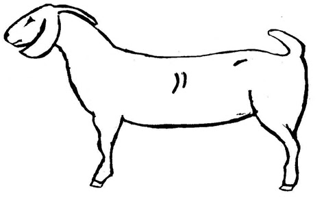 G: Choosing Correct Goat Based on Body Condition Score (BCS)