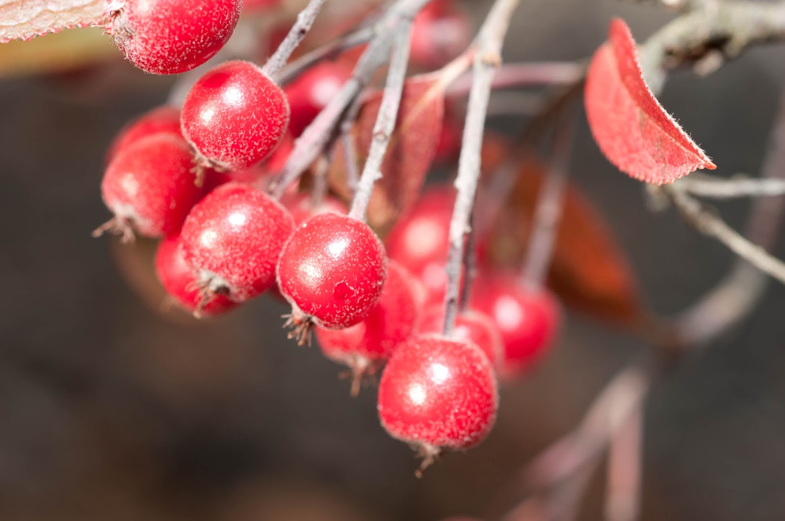 Ever Fresh Fruits: Fruitsfun: Red chockberry
