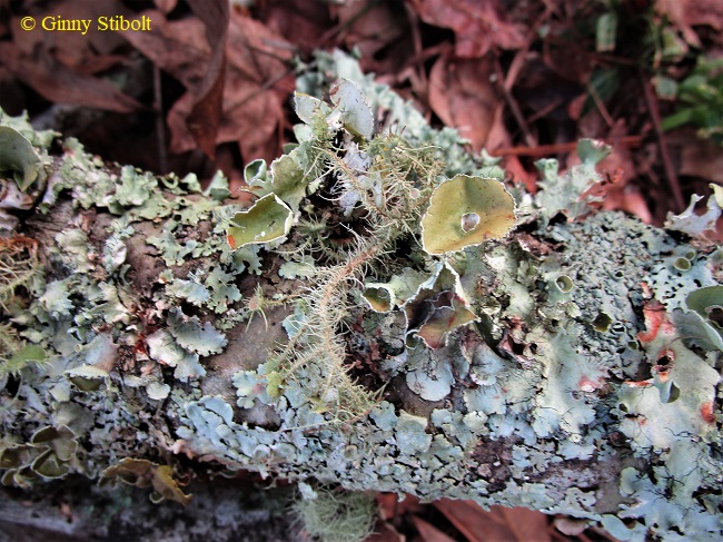 Green Gardening Matters: Lichen: a three-way symbiotic organism