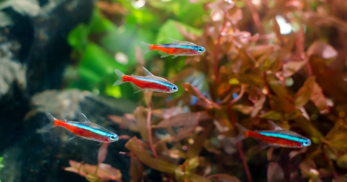 Maintenance The Neon Tetra Fish Color to Makes Them Brighter - fish ...