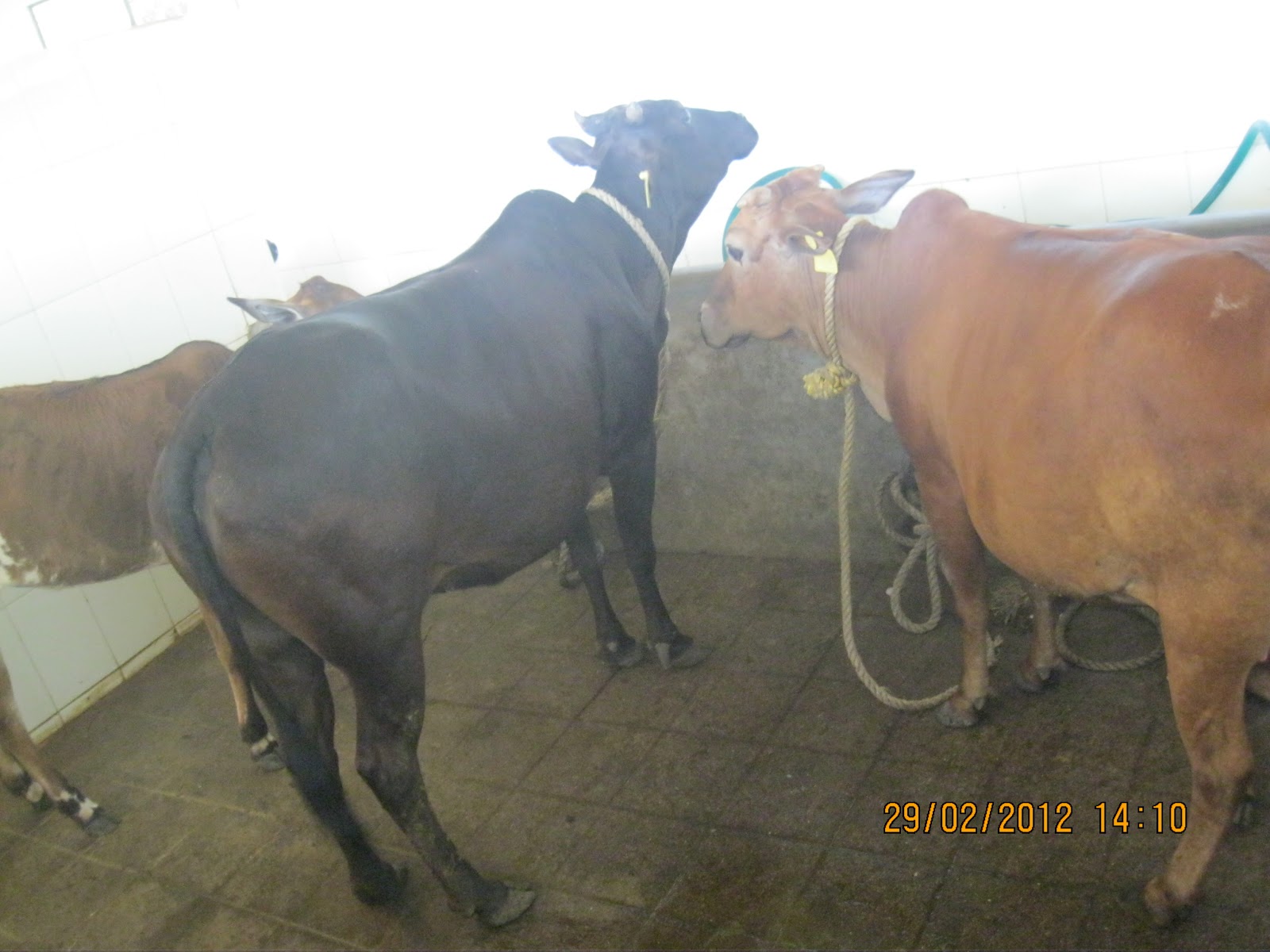 DILROSE BLOG .... visit and subscribe DILROSE VLOG and SHARE YOUR IDEAS ...