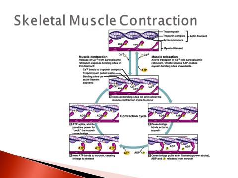 Ison Human Biology: Module 8 Notes: Muscular System