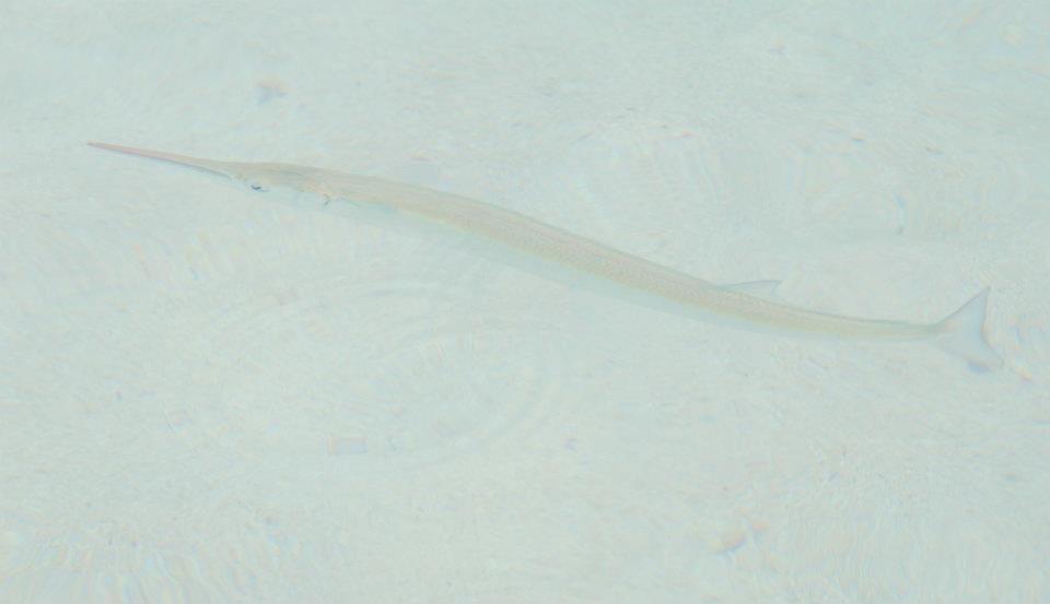 Trips 'n Toys: Gone Fishin' - Dry Tortugas, FL