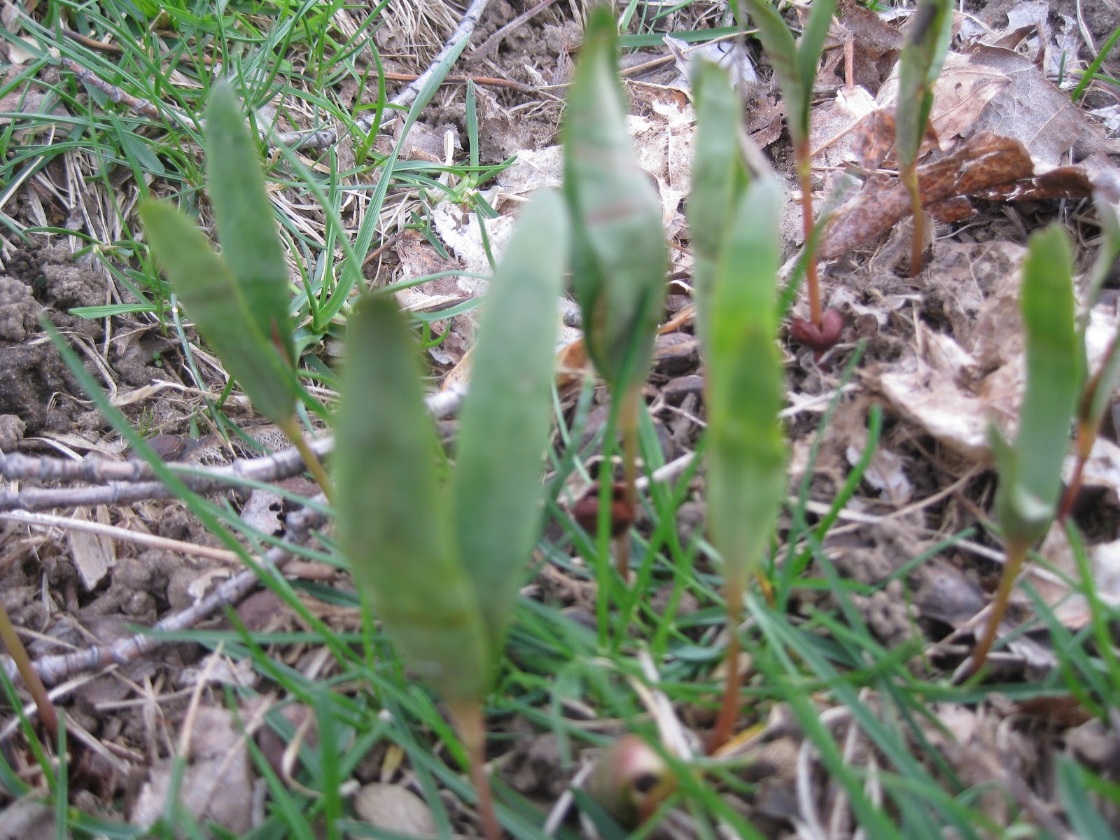 Trees: Sugar maple sprouts