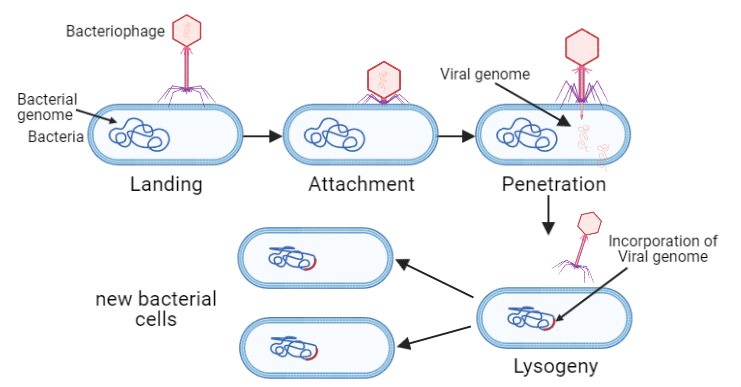 Life Cycle of Bacteriophage | Lytic Cycle | Lysogenic Cycle | Induction