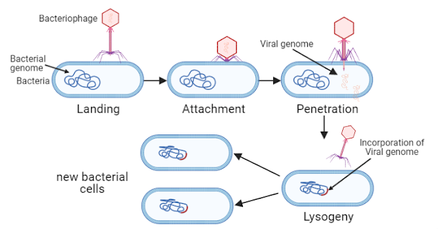 Life Cycle of Bacteriophage | Lytic Cycle | Lysogenic Cycle | Induction