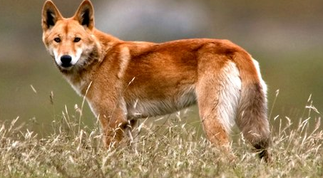 IMÁGENES Y FOTOS DE ANIMALES: Dingo