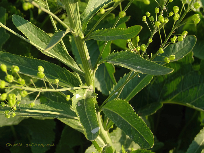 Chwile zaChwycone: Warzęcha, chrzan pospolity