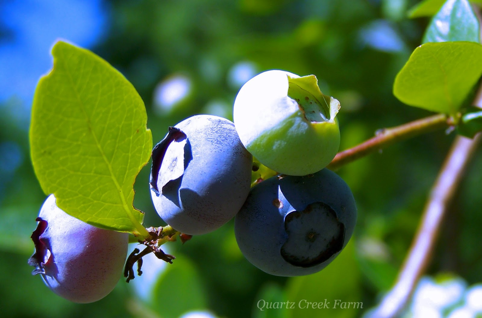 LIFE WITH YAKS: Blueberry Time