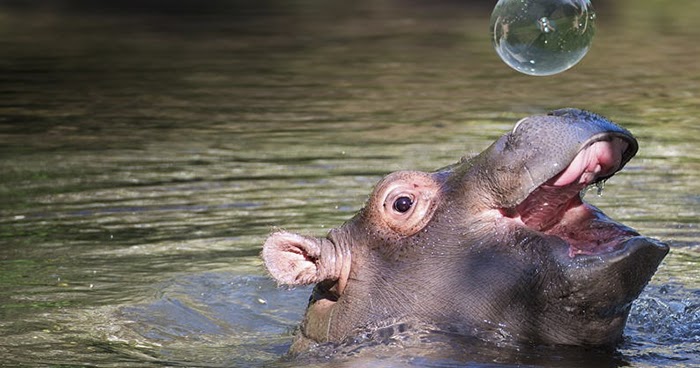 We Are FNB: Welcome to Hippo Hump Day!