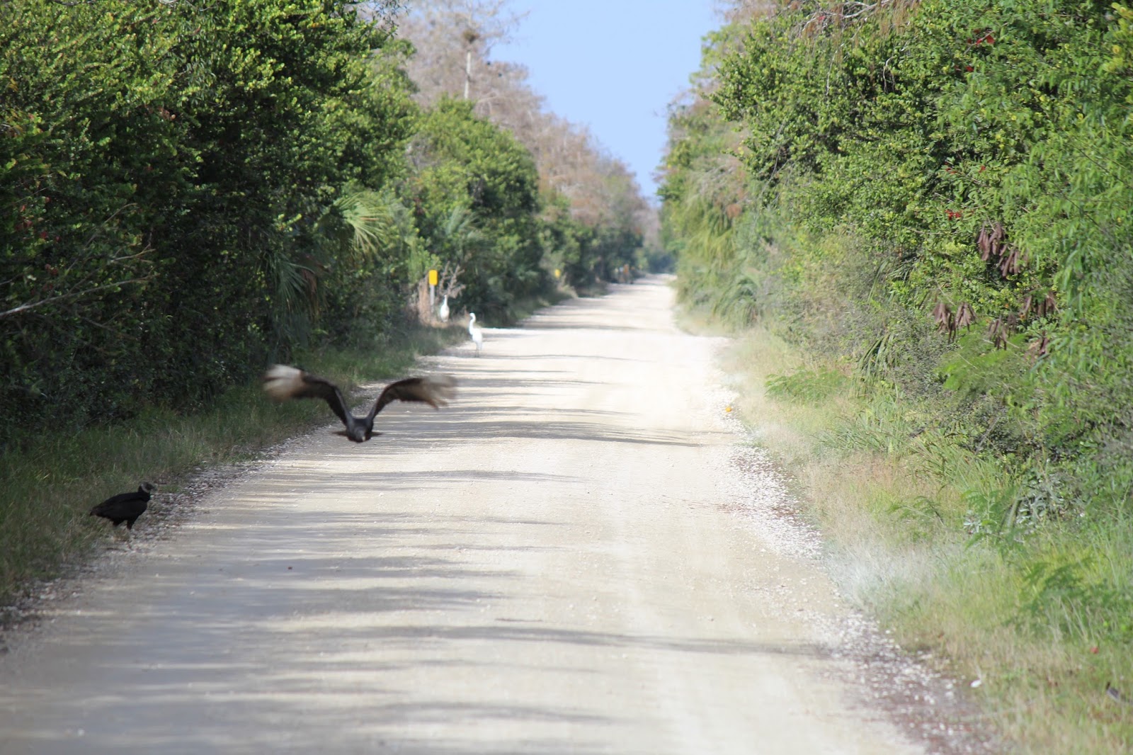 Take Another Road: 67 Fish - Loop Road Luck