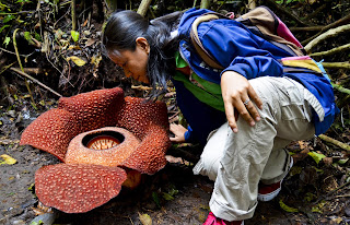 Virtual Adrian: The Differences Between Rafflesia Arnoldii And Carrion ...