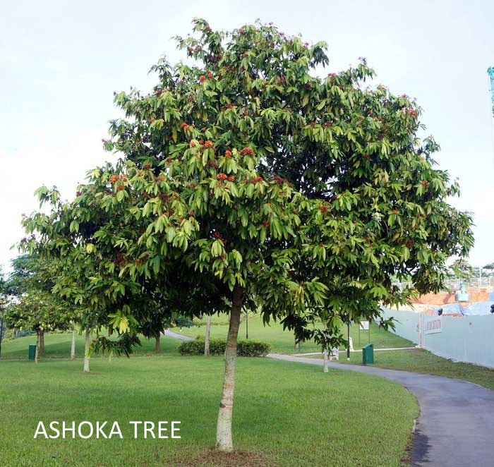 MahaVastu for All: Plant trees in your house as per Vastu