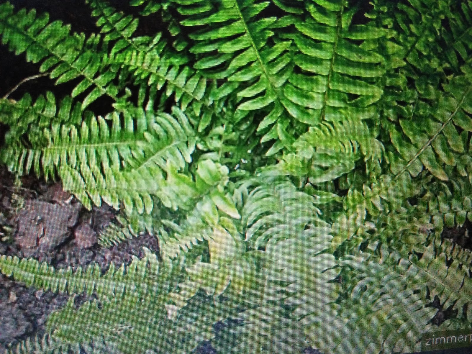 Fuziah Sulaiman blog: Kenali Flora di Laman Paku Pakis-Pteridofita ...