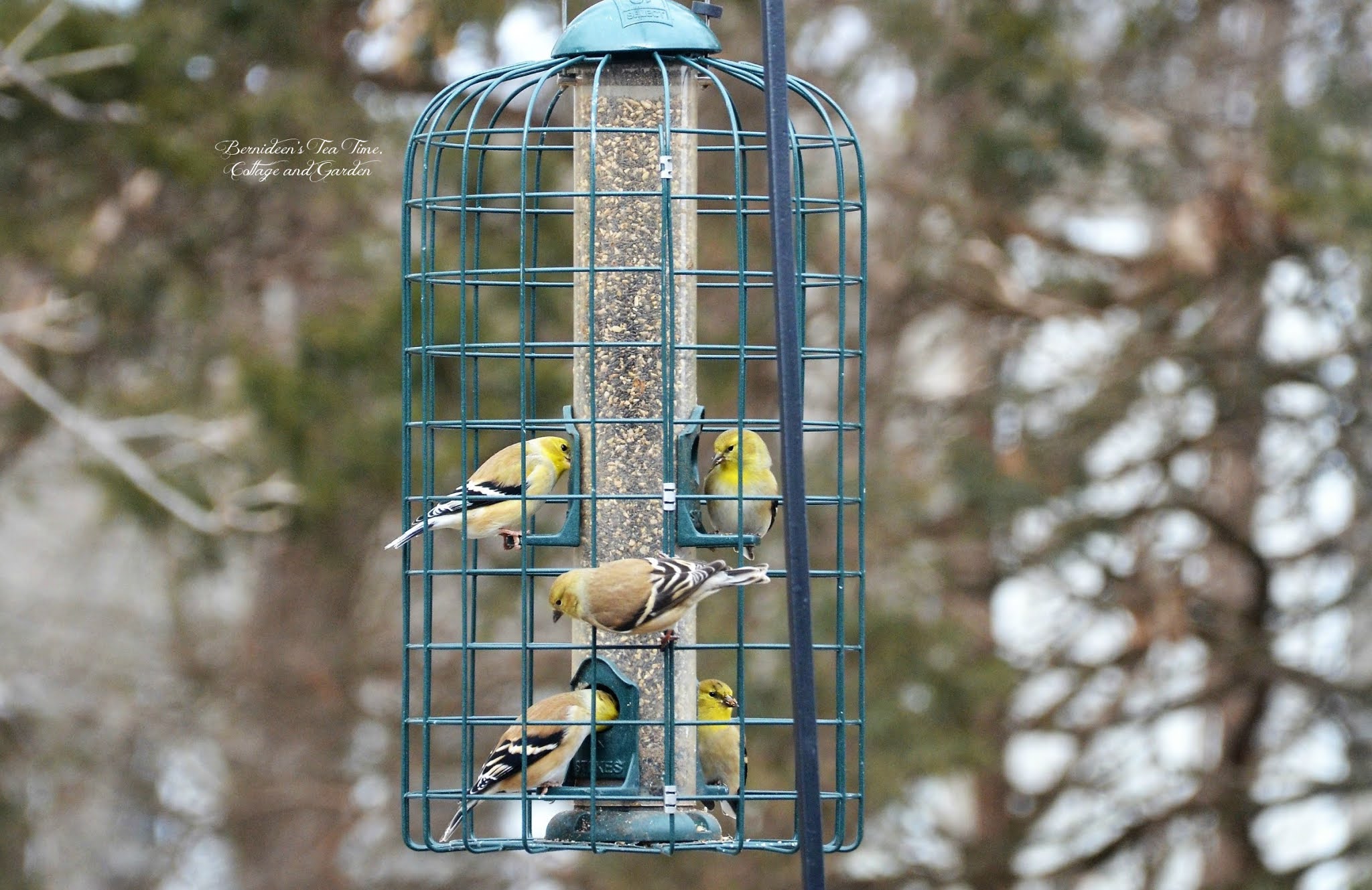 Bernideen's Tea Time, Cottage and Garden: MISSOURI WINTER BIRDS