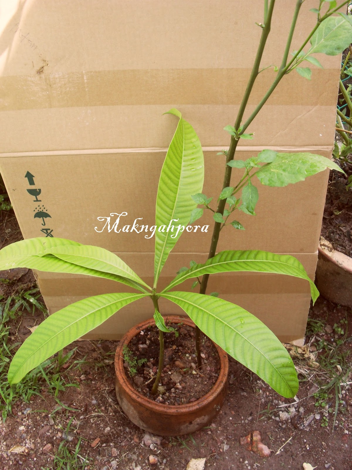 Mak Ngah Pora: Bila nak masak sayur ranti? hu hu..