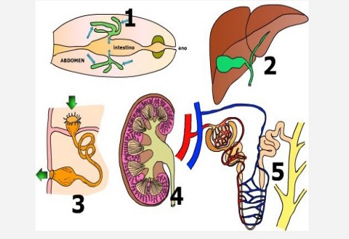 Rincon Cientifico: La Excreción