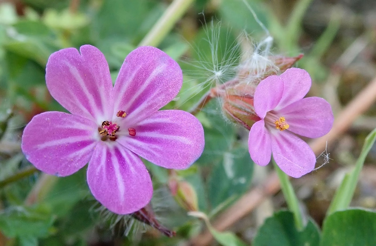 Violets and others: Herb Robert (Geranium robertianum) and Little Robin ...