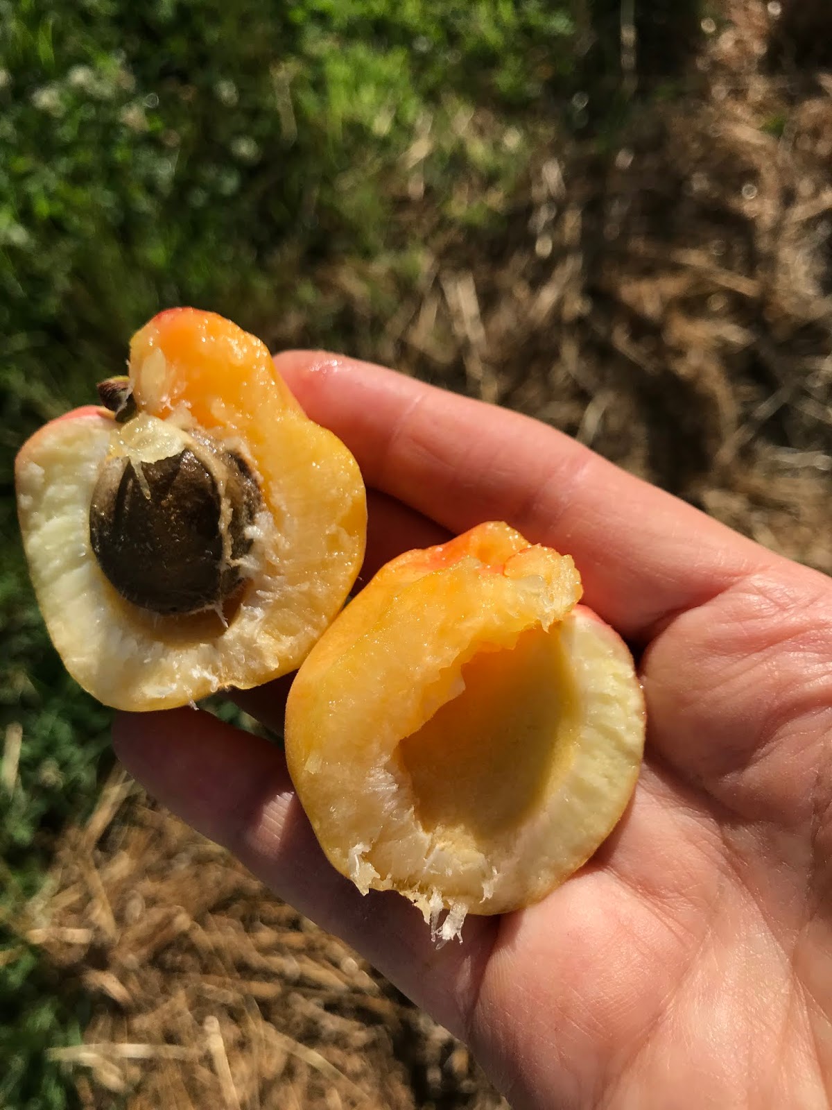 Gardening : Midseason Apricots