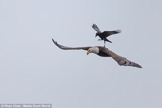 White Wolf : Trickster Crow Takes a Rest on the Back of a Bald Eagle