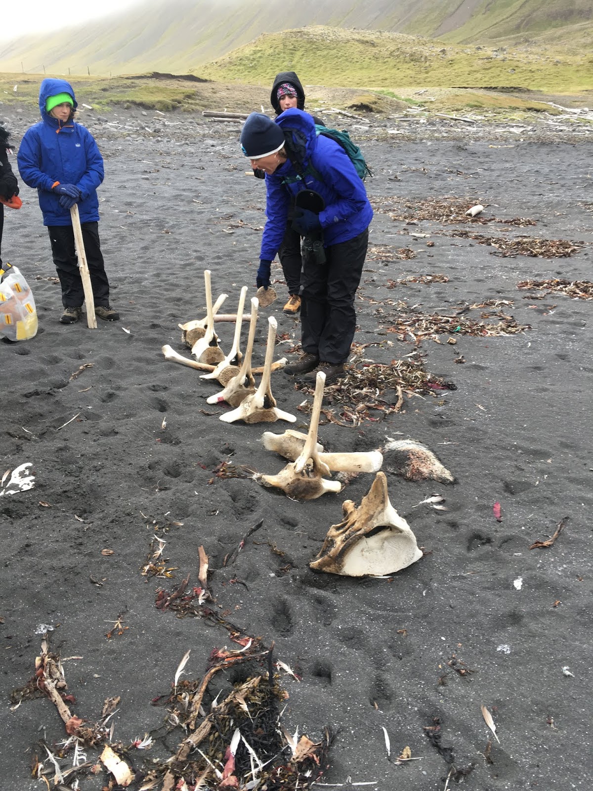 Em's Bench: Iceland Ecosystems and Fieldwork