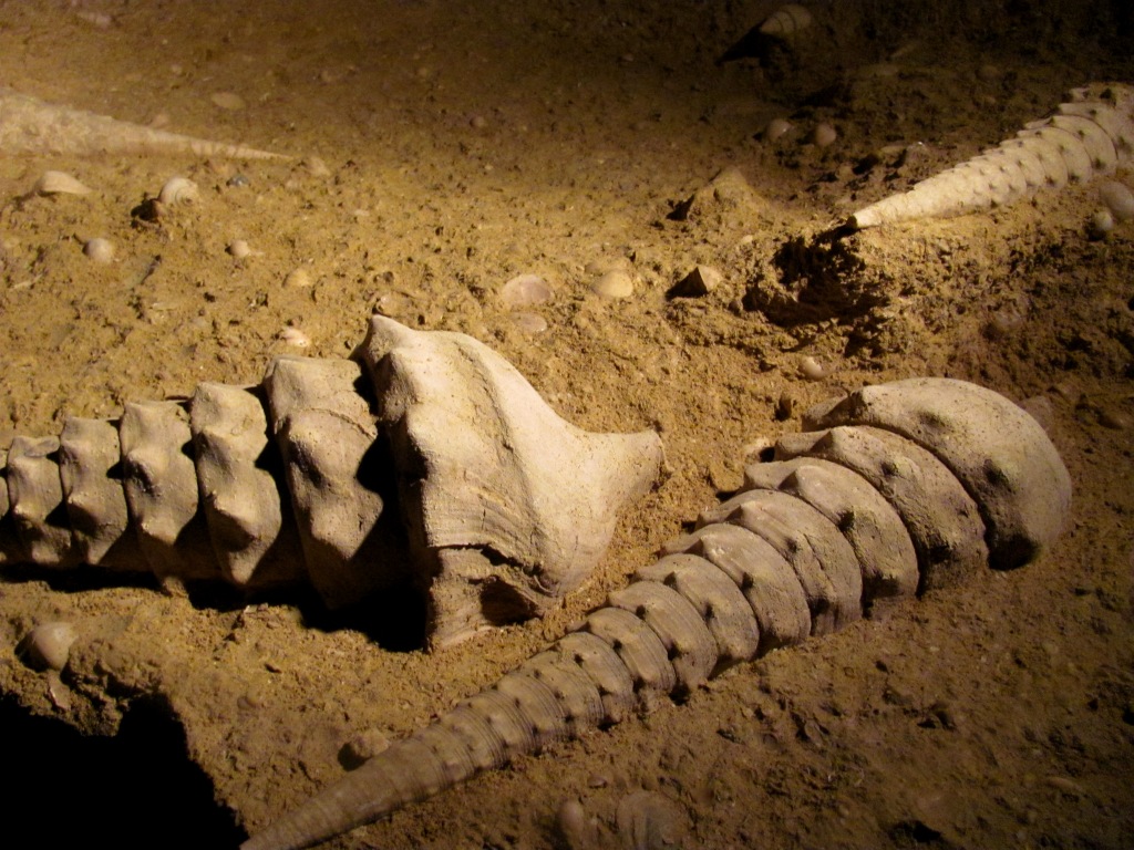 Fossils: Giant Fossils