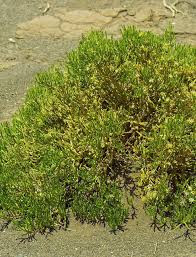 PLAAN : Thola - Parastrephia quadrangularis