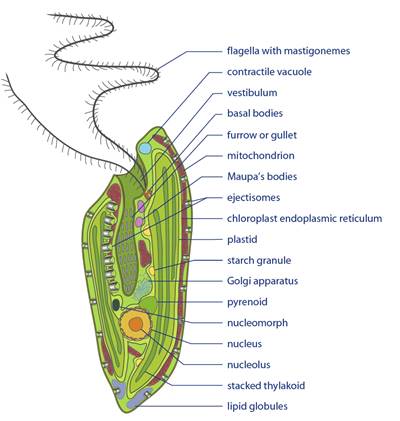 Divisio Cryptophyta feature is very complete !! | Domain Biologi