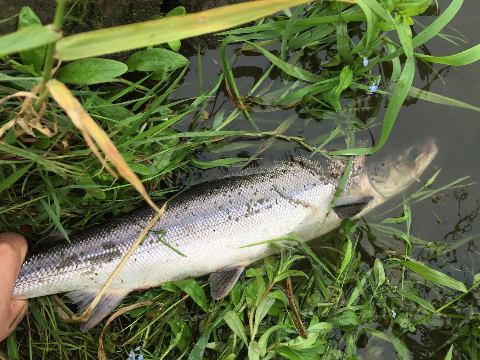 Dee & Don Salmon Fishing: Two Grilse From The River Don