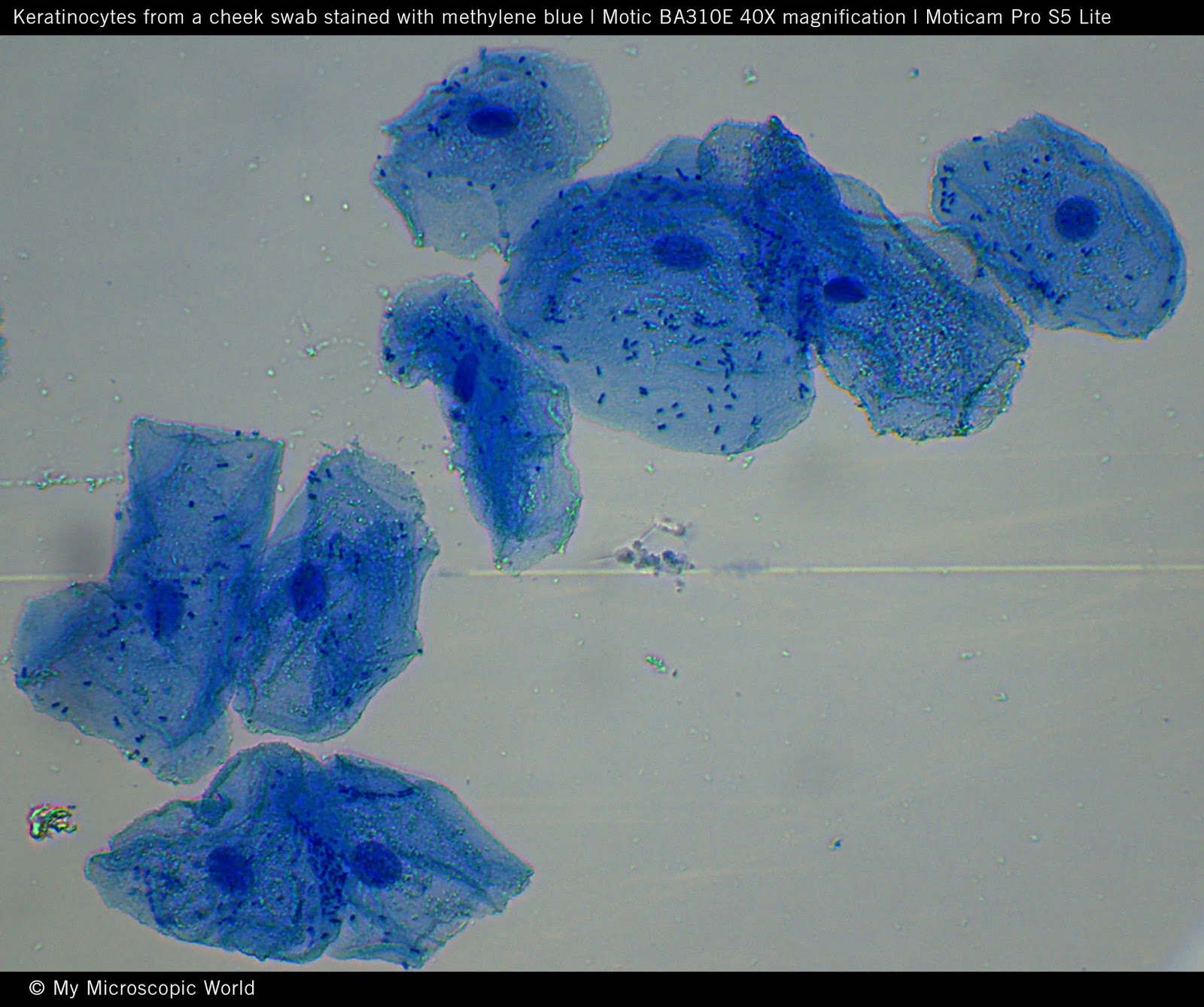 Cheek Cell Methylene Blue