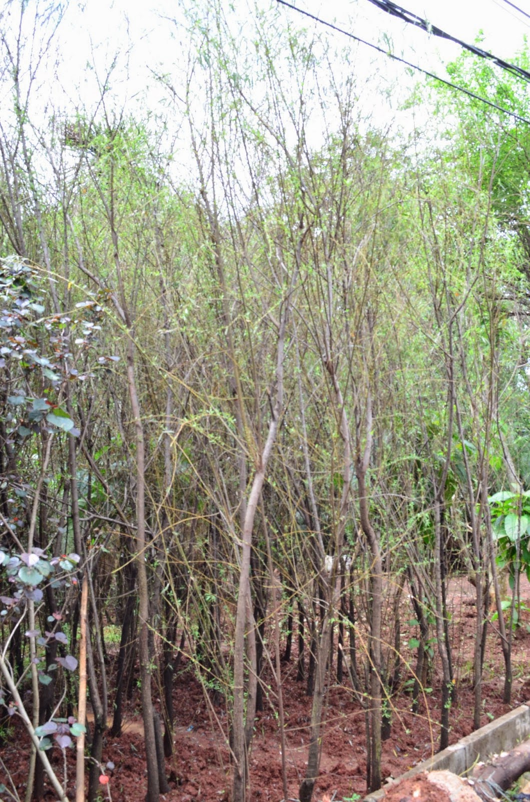 JUAL POHON LIANG LIU | Pohon Pelindung | Tanaman Hias | JUAL TANAMAN ... JUAL POHON LIANG LIU | Pohon Pelindung | Tanaman Hias | JUAL TANAMAN ...