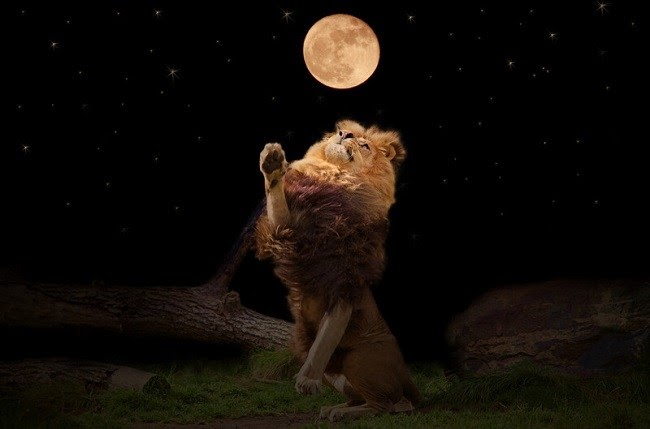 Full Moon in Leo and a Message for Everyone! 1/28/21