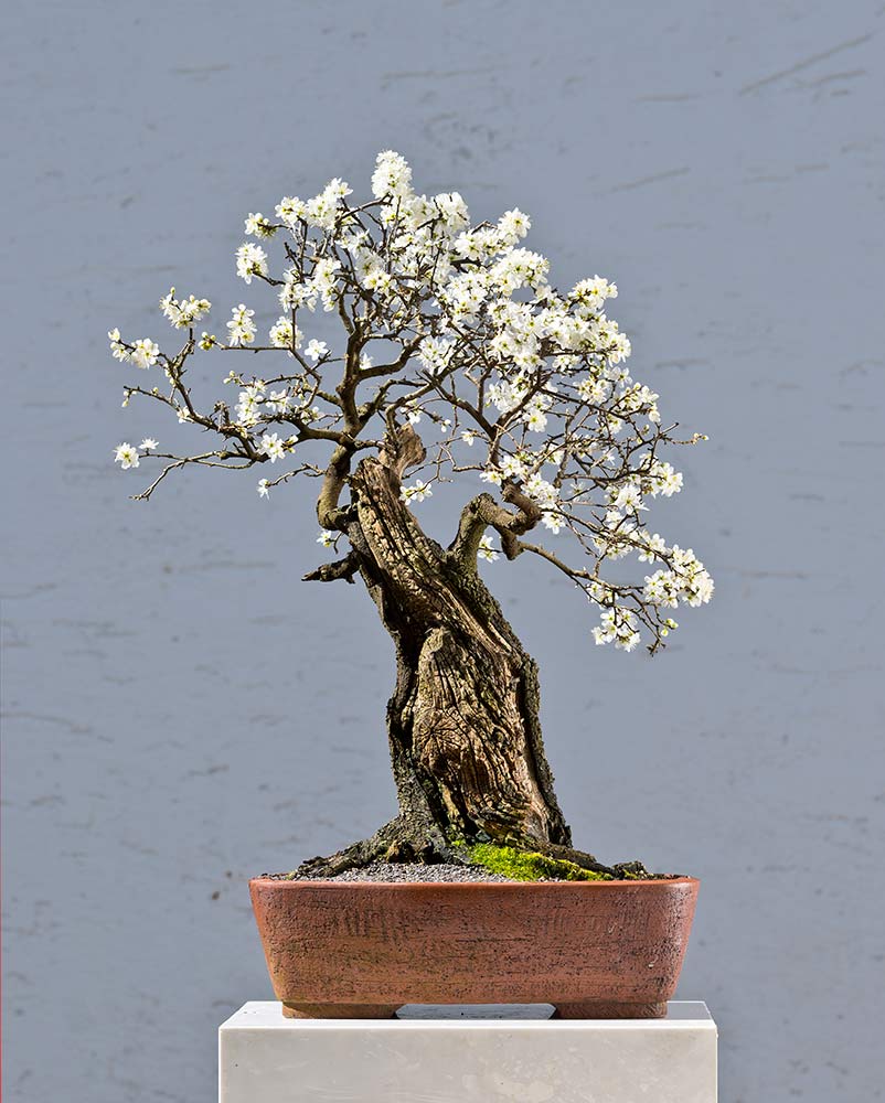 Walter Pall Bonsai Adventures: Prunus #8