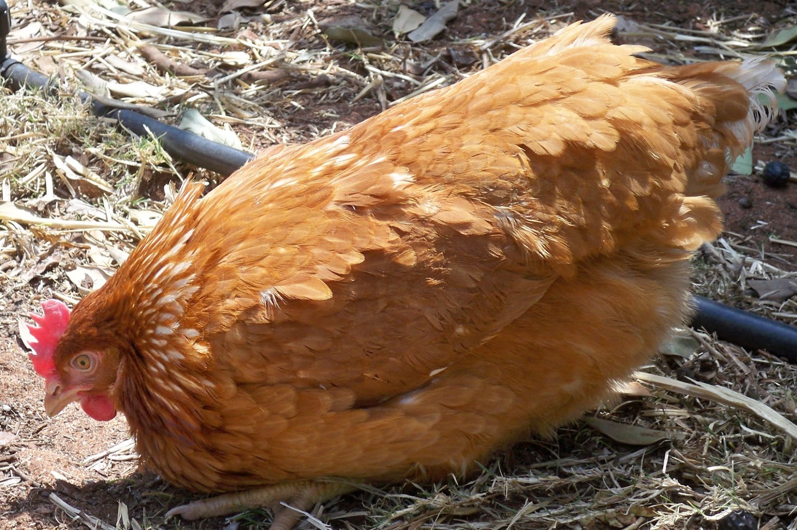 2 Happy Hens: The Pecking Order