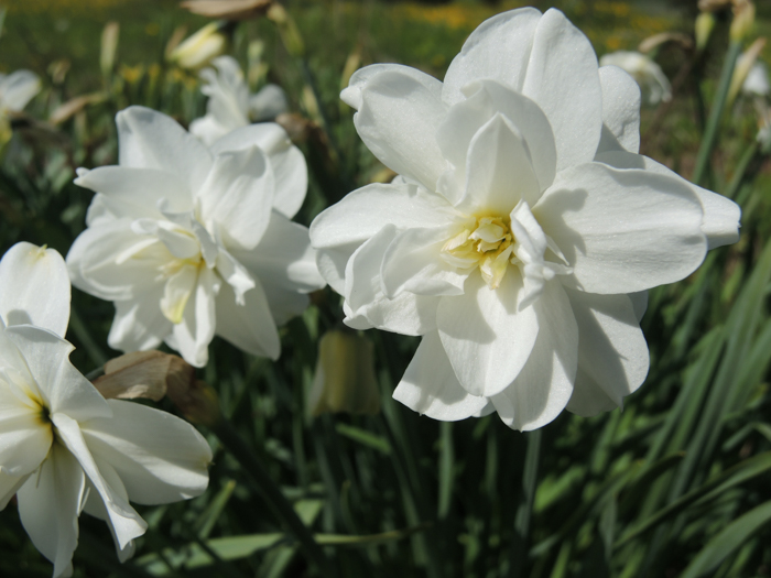 Tulp ja tulp: Sinine, valge, punane