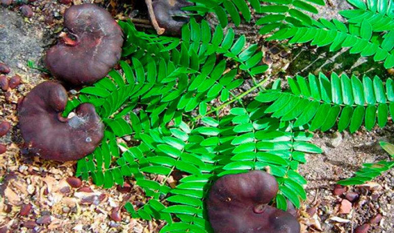 Crónicas de la Tierra sin Mal : La leyenda guaraní del timbó