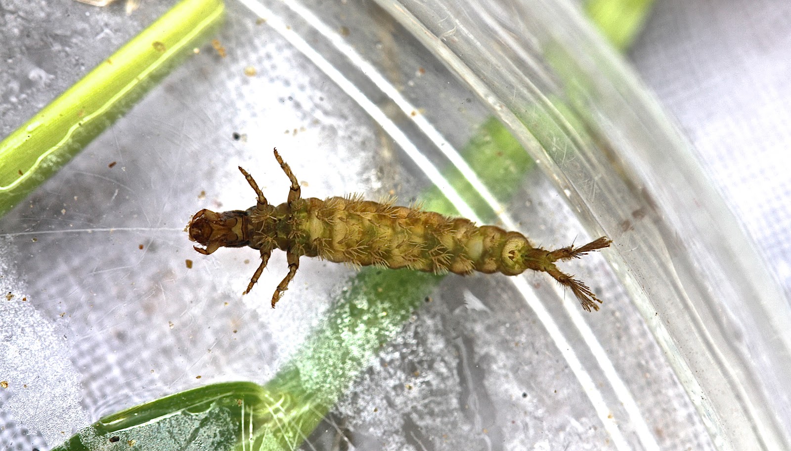 Aquatic Insects of Central Virginia: Looking for Insects in Roaring Creek